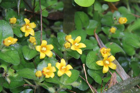 庆元植物1315 报春花科 珍珠菜属 巴东过路黄 搜狐大视野 搜狐新闻
