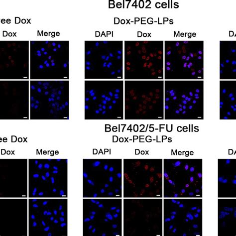 Confocal Microscopic Results Of Intracellular Dox Retention In Tumor