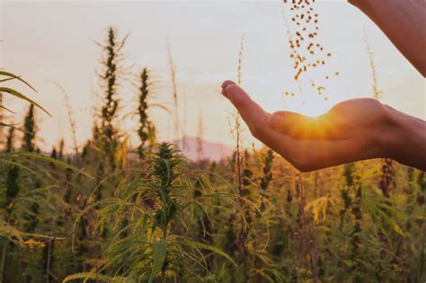 Understanding The Different Cannabis Extraction Methods Cannabis Community College