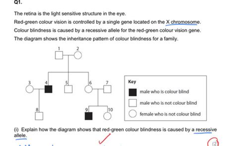 8 2 Genetic Variation Flashcards Quizlet