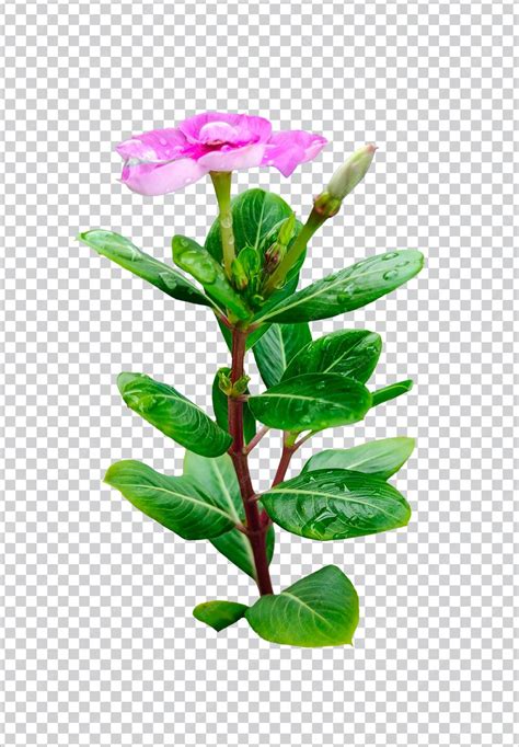 Fleur Rose Sur Goutte De Pluie Feuille Verte Branche Darbre Png