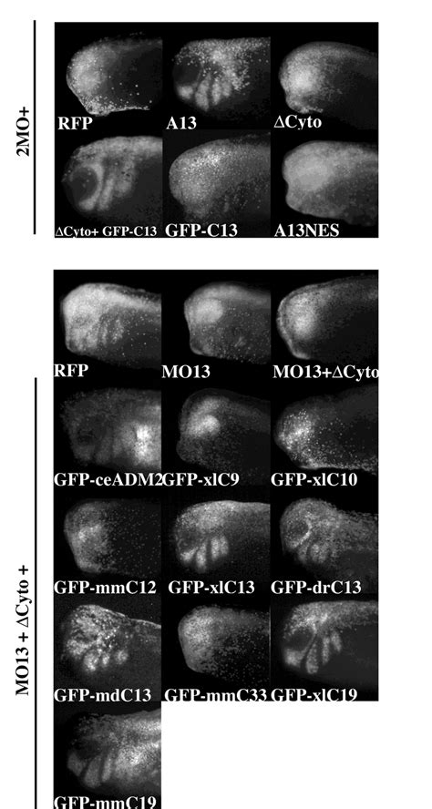 Figure S4 Rfp Fluorescence In Rescue Experiments Representative