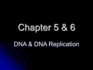 Chapter 5 6 DNA DNA Replication Ppt