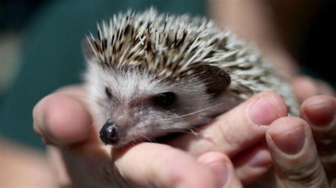 Японци се редят на опашка за да гушкат таралежи Новини бг