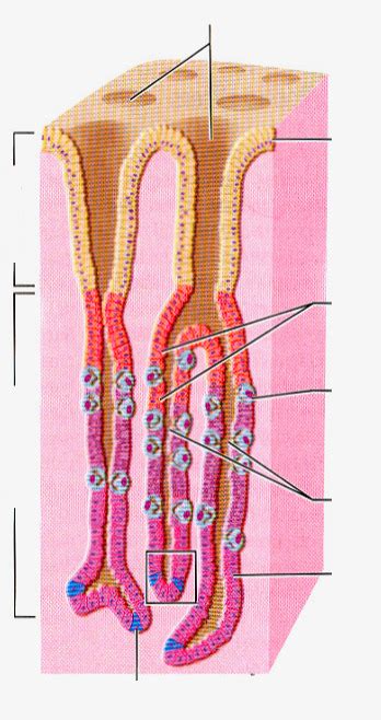 Gastric Pits Diagram Quizlet