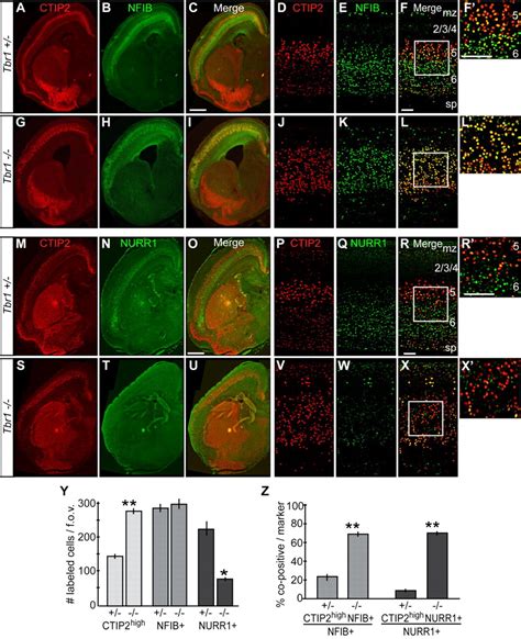 Tbr1 And Fezf2 Regulate Alternate Corticofugal Neuronal Identities During Neocortical