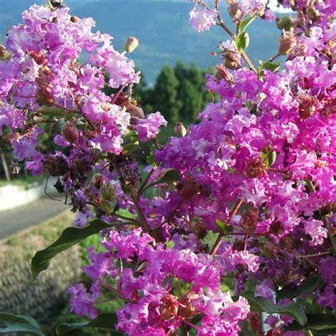 T X X I S ・g J F F B A P [ V I ・ ・j6 B G