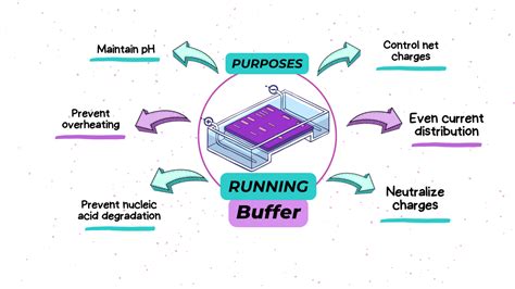 7 Purposes Of A Running Buffer In Electrophoresis My Guide To Use It Genetic Education