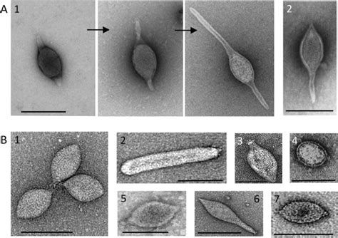 Unification Of The Globally Distributed Spindle Shaped Viruses Of The