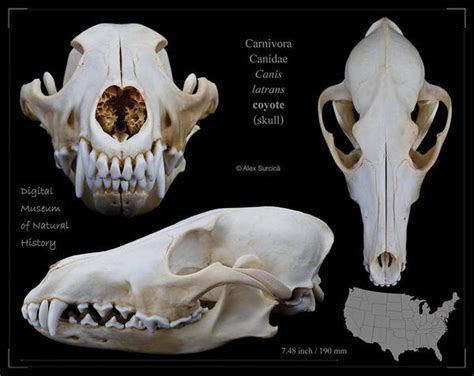 Coyote Skull Drawing