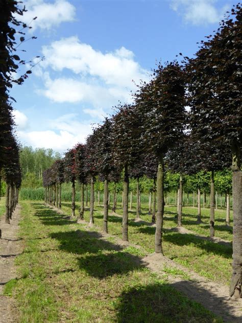 Fagus Sylvatica Atropunicea Pleached Pavilion Specimen Plants