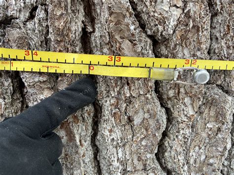 Measure And Increment Bore Three Trees With Us Count The Growth Rings To Estimate The Trees