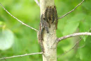 Airplanes To Apply Spongy Moth Treatment In Carlton St Louis Counties