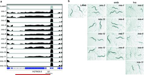Rnai Analysis Of The C Elegans Integrator Complex A Rna Deep Download Scientific Diagram