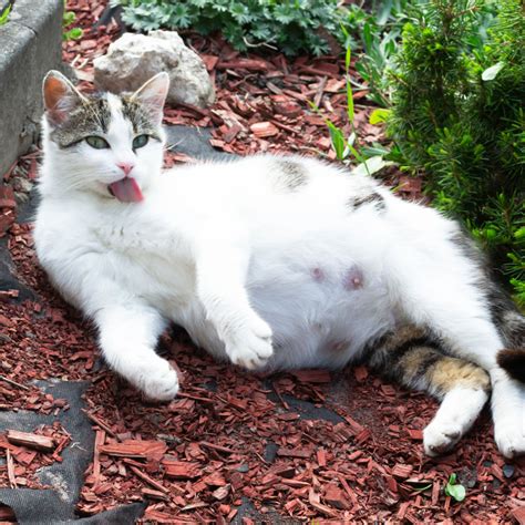 Pregnancy Cycle Of A Cat