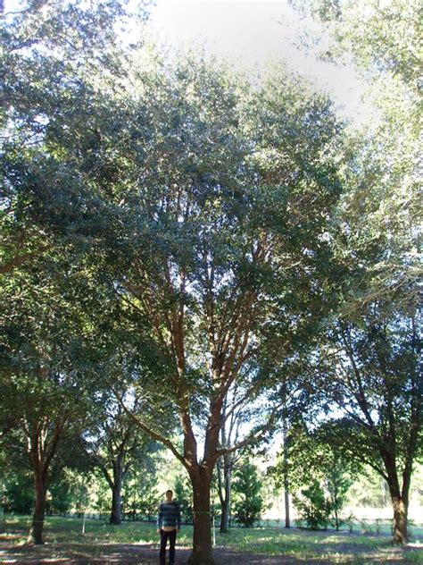 Why Your Construction Project Needs A Tree Mitigation Service