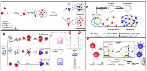 Principles Of Colorimetric Detection Of Mirnas Based On Au−nps A