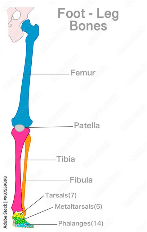 Leg Foot Bones Anatomy And Names Femur Tibia Fibula Patella Tarsals Phalanges Metatarsal