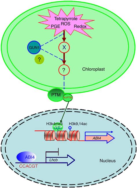 A Model Showing That Ptm Acts As A Sensor Transducer In The Retrograde Download Scientific