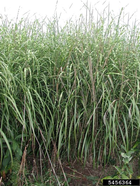 Bristle Miscanthus Miscanthus Sinensis Anderss