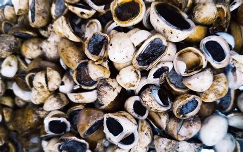 ကလိန်အောင်မြို့၌ မိုးဦးကာလတွင် အင်ဥရှာဖွေလုပ်ကိုင်သူများ အဆင်ပြေလျက်ရှိ Information And Public