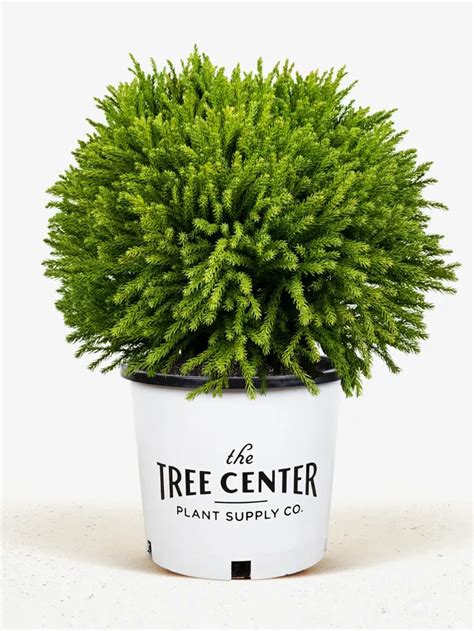 Cedar Trees For Sale Online The Tree Center