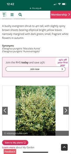 Ident Shrubs Flashcards Quizlet