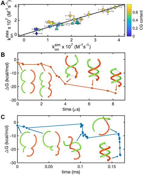 Stochastic Simulations For The Association Kinetics Of Short Rna