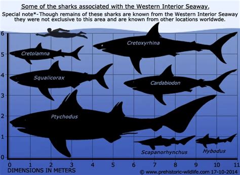 Cretoxyrhina Teeth