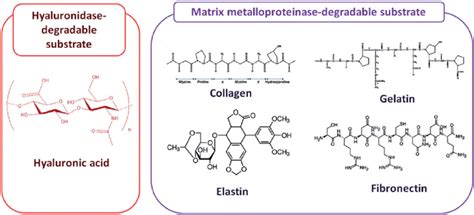 Enzyme Molecule Structure