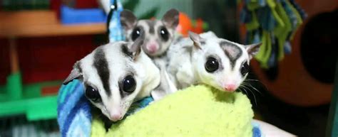 Sugar Gliders For Sale Near Me
