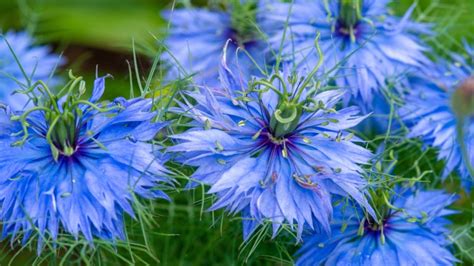 How To Plant Grow And Care For Love In A Mist Nigella Flowers