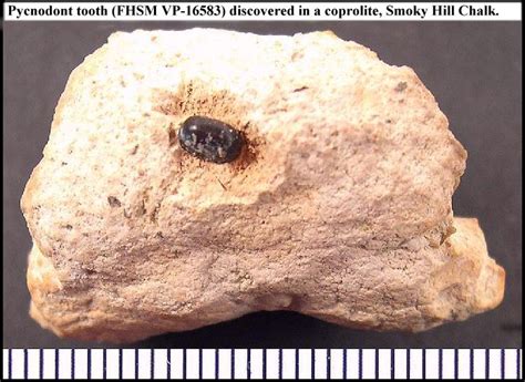 Pycnodonts Of Kansas