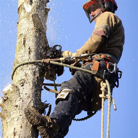 Dunton Tree Service Tree Service Collierville TN 38017