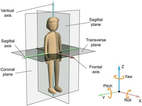 Vertical Axis Anatomy