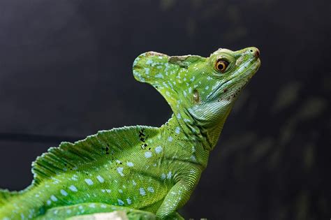 2 000 Free Εξωτικός Κήπος And Exotic Images Pixabay
