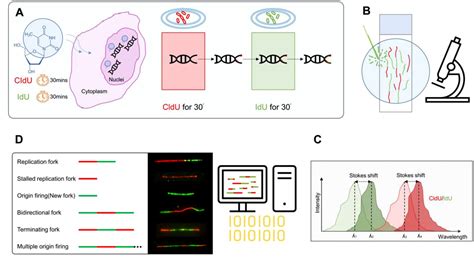 figure 1 from automatic dna replication tract measurement to assess