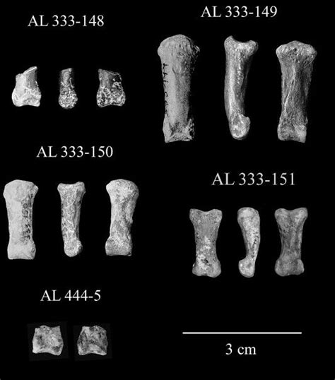 Pin On 8 Australopithecus Afarensis