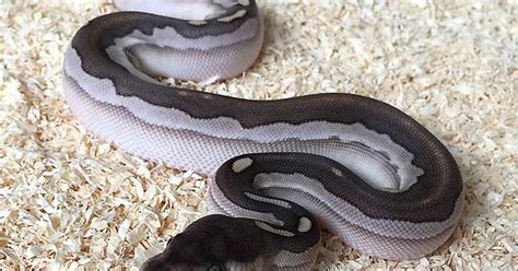 Calico Cinnamon Lesser Ball Python Album On Imgur