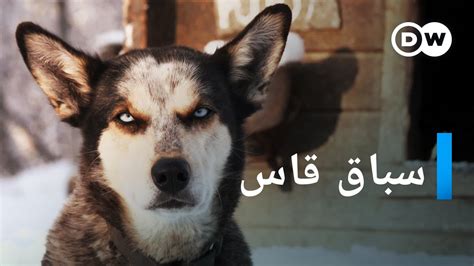 وثائقي جولة في النرويج على زلاجات الكلاب السباق الأصعب في أوروبا وثائقية دي دبليو Youtube