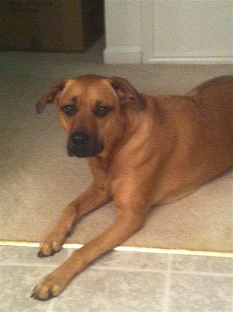 Black Mouth Cur Pit Mix Puppy Mixerkai