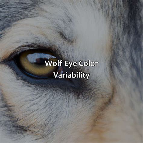 What Color Are Wolves Eyes