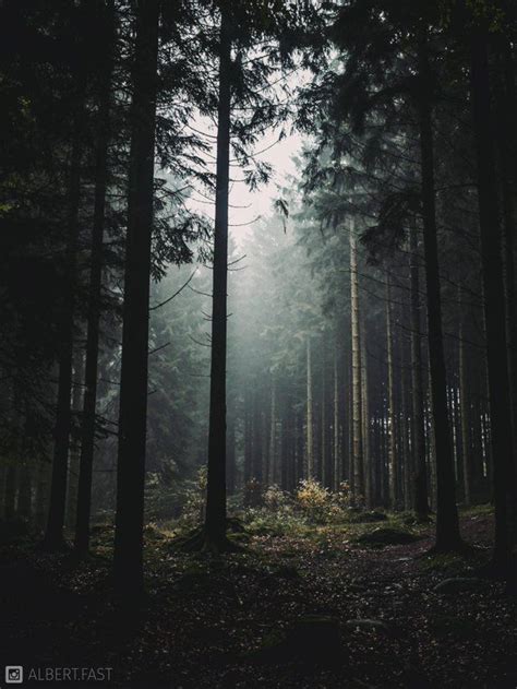 Forest Opening In Skåne Sweden