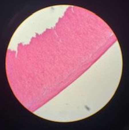 Anatomy Lab Midterm Flashcards Quizlet Anatomy Lab Midterm Flashcards Quizlet