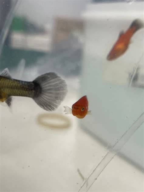 플래티 물고기 지느러미 지식in