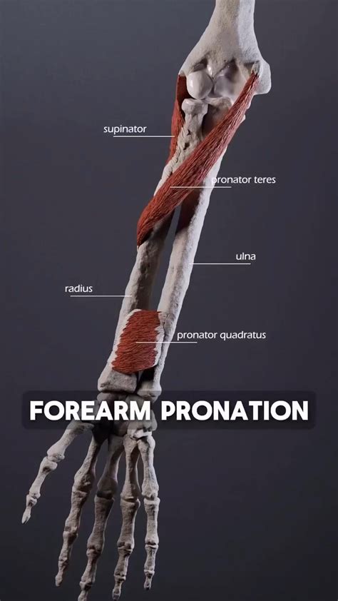 Best 12 Pronator Teres Muscle With Arm And Elbow Muscular System