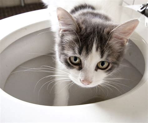 Train Cat To Use Toilet How To Train Your Cat To Use A Toilet Puipfu