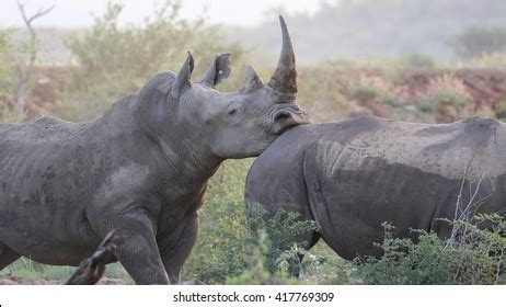 205 Rhino Mating Images Stock Photos Vectors Shutterstock