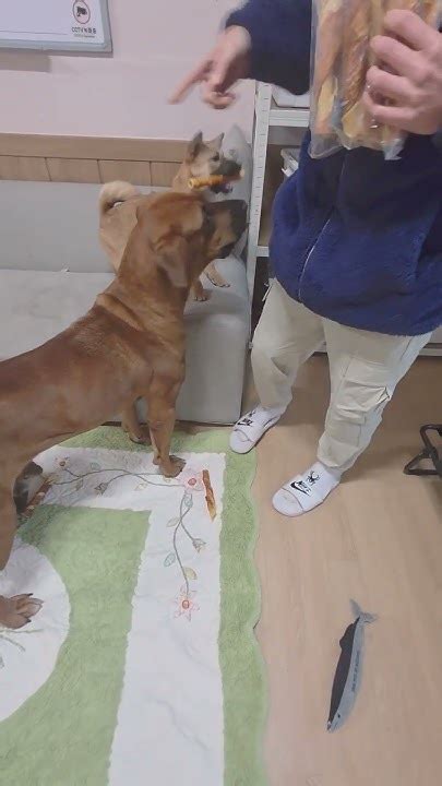 댕길이 어무이 아이들 맛나게 잘 묵네요 ㅋㅋ 다시한번 감사드립니다 ㅎㅎ Youtube