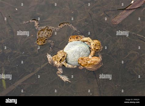 Common Toads Bufo Bufo Clinging Tennis Ball Bavaria Germany Mating